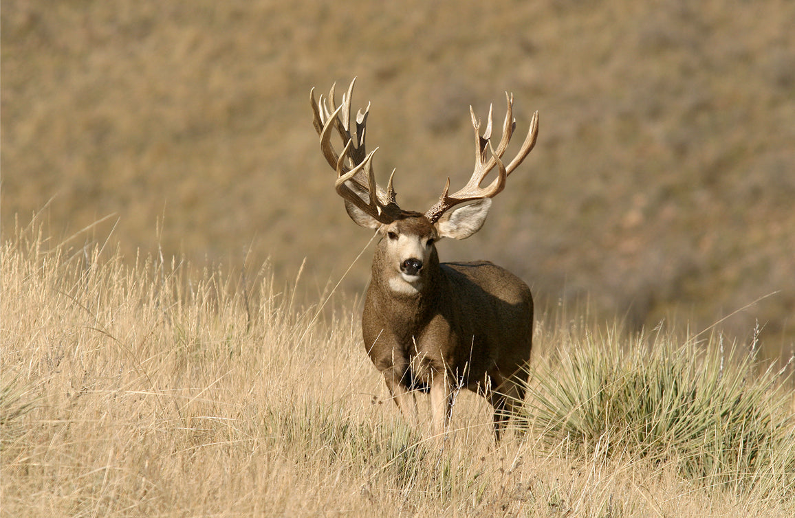 Mule Deer – The King Company