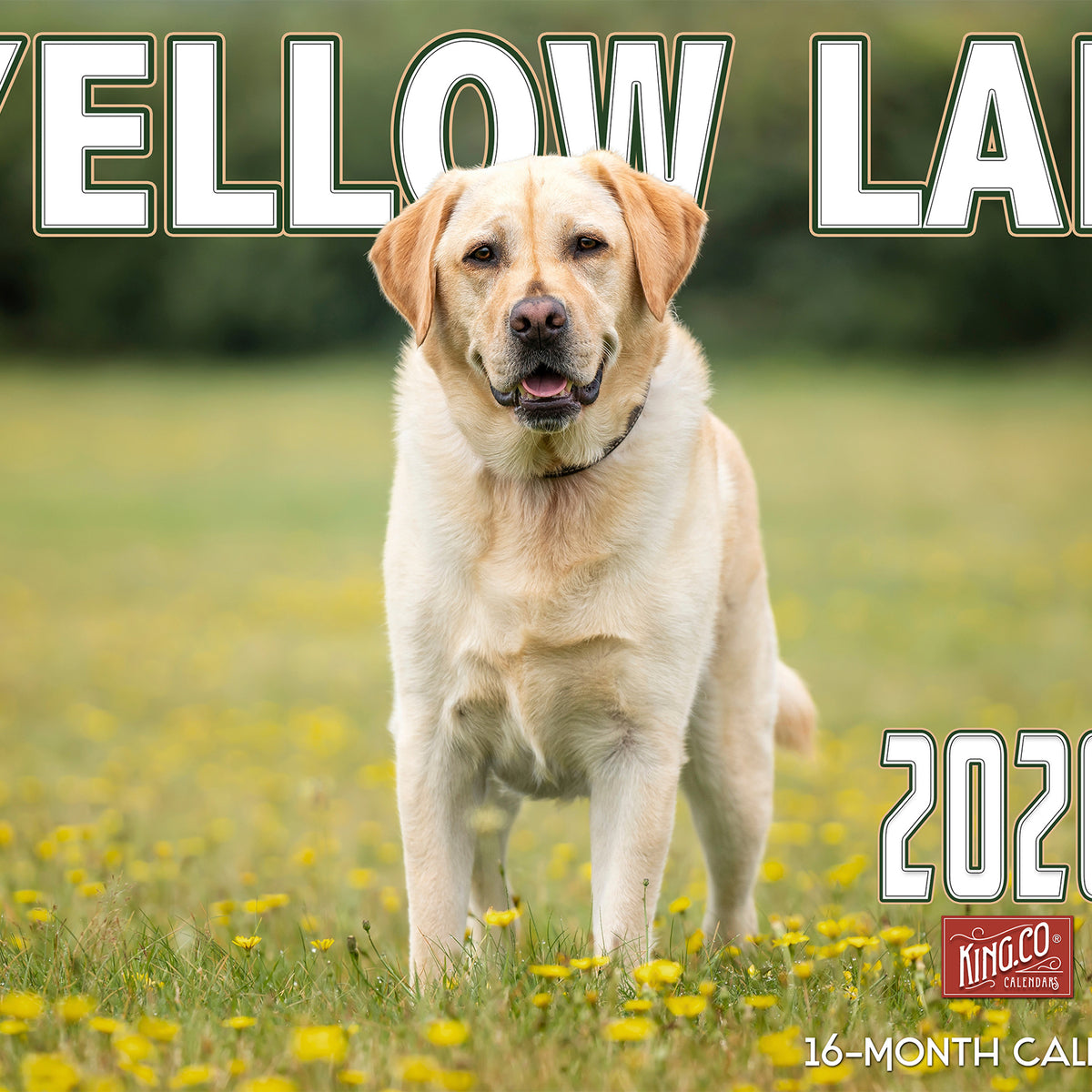 2026 Yellow Labradors Wall Calendar – Loyal Companions in Every Season ...