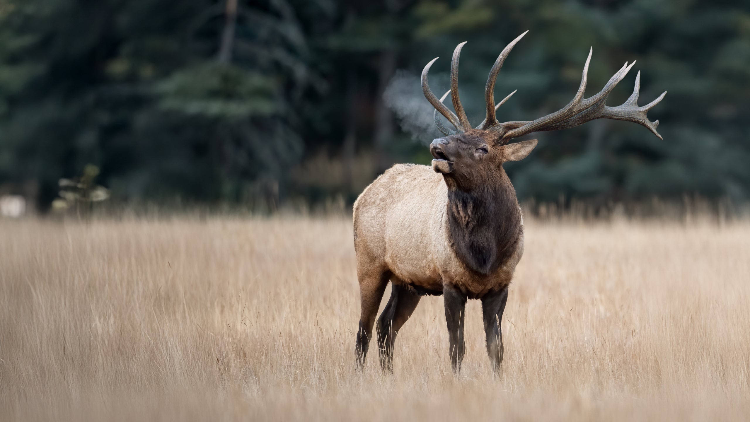 2026 Wall Calendars Wildlife and More – The King Company